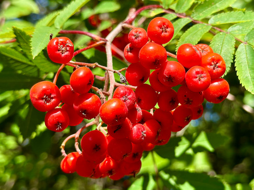 Rowan Berry / Mountain Ash Seeds - Sorbus Aucuparia - Edible & Abundant ...