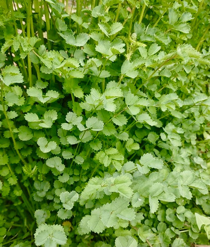 Salad Burnet Seeds - Sanguisorba Minor - Perennial & Delicious | Small ...