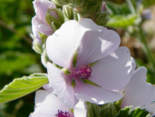 Marshmallow Seeds - Althaea Officinalis - Perennial Medicinal Herb ...