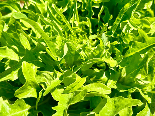 Royal Oakleaf Lettuce - Lactuca Sativa - Tender & Heat Tolerant | Small ...