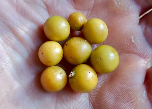 Longleaf Groundcherry Seeds - Physalis Longifolia - Perennial & Sweet ...