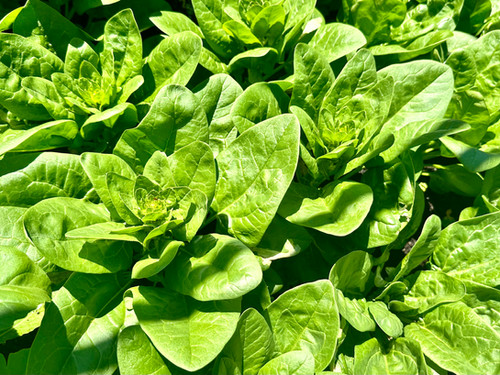 Giant Noble Spinach Seeds - Spinacia Oleracea - Delicious & Vigorous ...