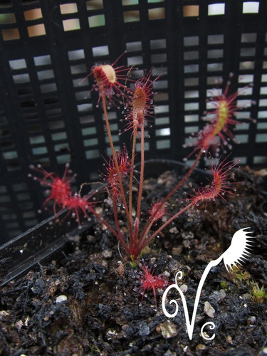 Drosera Affinis | plantescarnivores