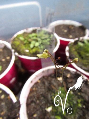 Genlisea Pygmaea | plantescarnivores