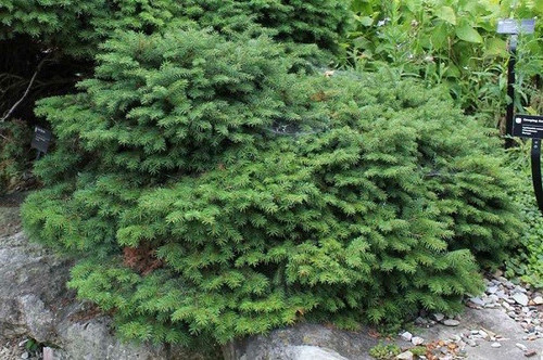 Picea Abies (Bird's Nest Spruce) | Bountiful Gardens