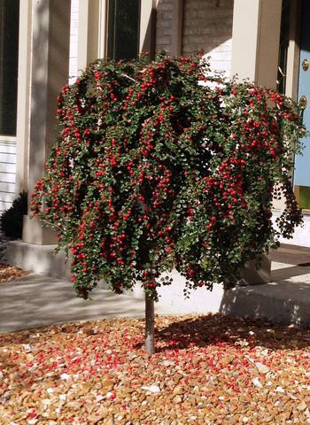 Weeping Cotoneaster (Hybridus Pendulous) | Bountiful Gardens