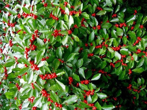 Ilex Verticllata (Winterberry) 'Jim Dandy' | Bountiful Gardens