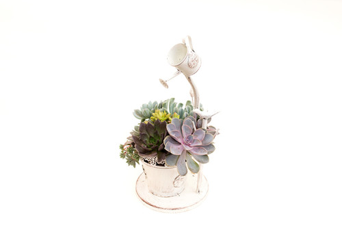 Watercan Spigot Succulent Planter | Bountiful Gardens