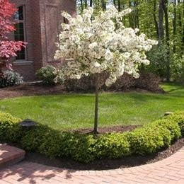 Malus (Lollipop Crabapple) 'Lollizam' | Bountiful Gardens