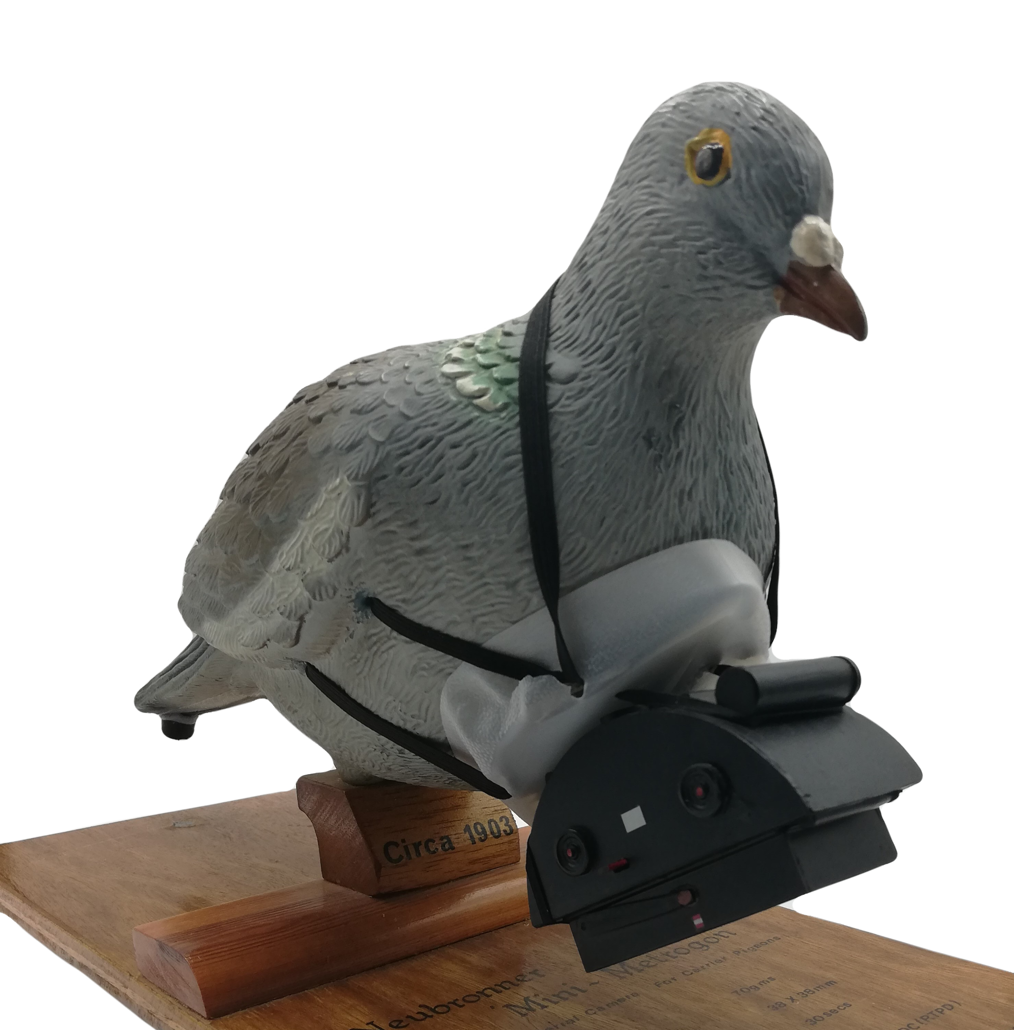 Pigeon Photographer