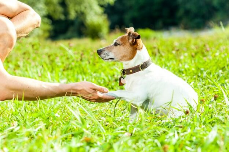 TOP 8 DOG TRICKS TO TEACH YOUR DOG