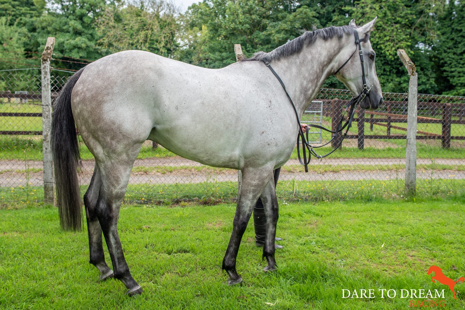 Our Horses | Dare to Dream Racing