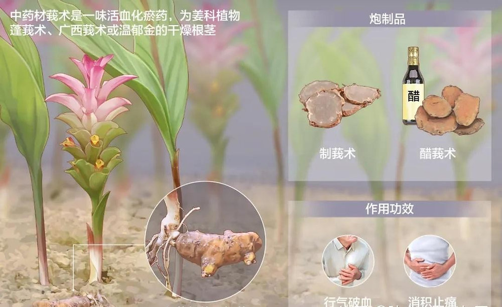 E Zhu: Promoting Blood Flow, Relieving Pain, and Aiding Digestion