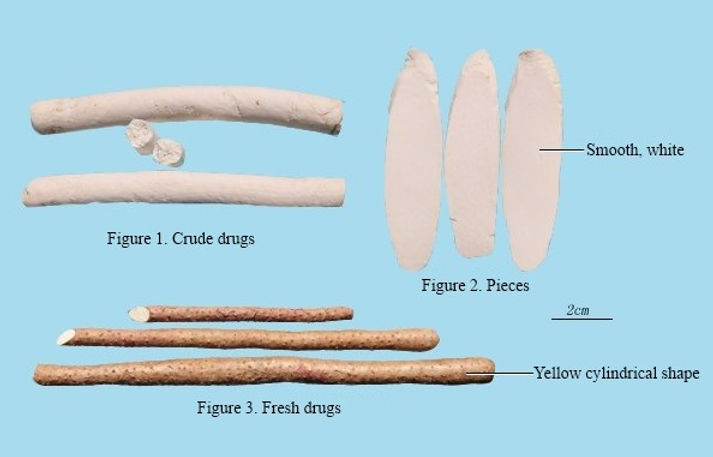 Shan Yao: A Classic TCM Herb for Spleen, Kidney, and Lung Nourishment