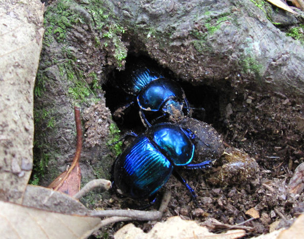 The Dung Beetle of Nara Park | The Sarusawa Blog | Nara Japan Hiking Routes