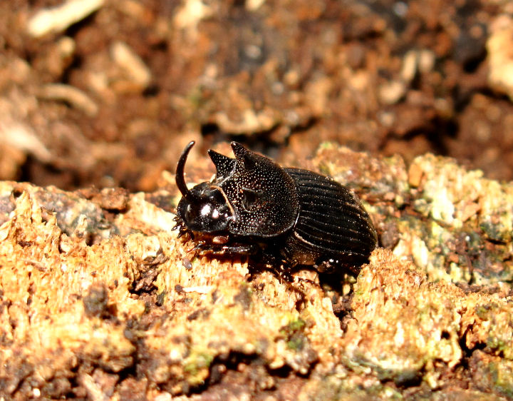 The Dung Beetle of Nara Park | The Sarusawa Blog | Nara Japan Hiking Routes