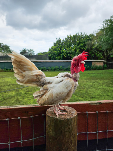 Kikiriki Hatching Eggs - PR Imports! Bolo, Topi, and Boneheads ...