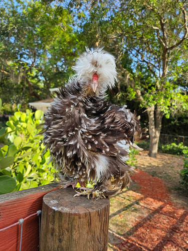 Chocolate Mottled Silkie Hatching Eggs | MuffsnTufts