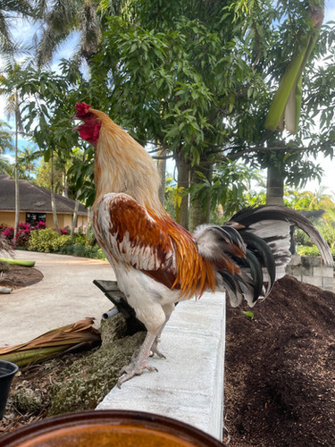 Liege Fighter Hatching Eggs - Red Pyle, Blue and Black | MuffsnTufts