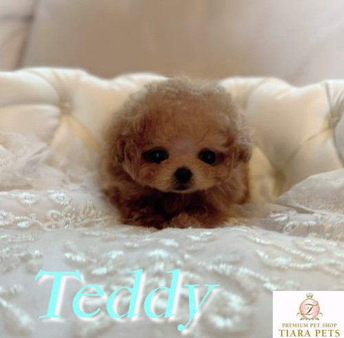 TEDDY Micro Teacup Poodle | Tiara Pets