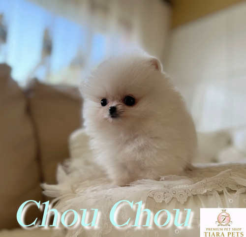 CHOU CHOU Micro Teacup Pomeranian | Tiara Pets