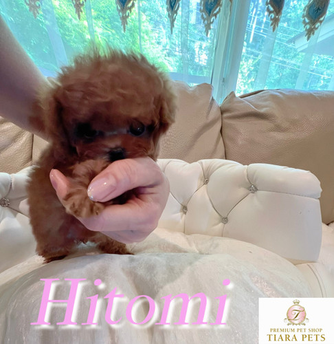 HITOMI Teacup Poodle | Tiara Pets