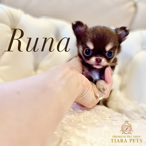 RUNA Micro Teacup Chihuahua | Tiara Pets