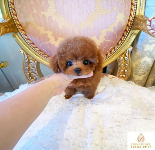 TEDDY Teacup Poodle | Tiara Pets