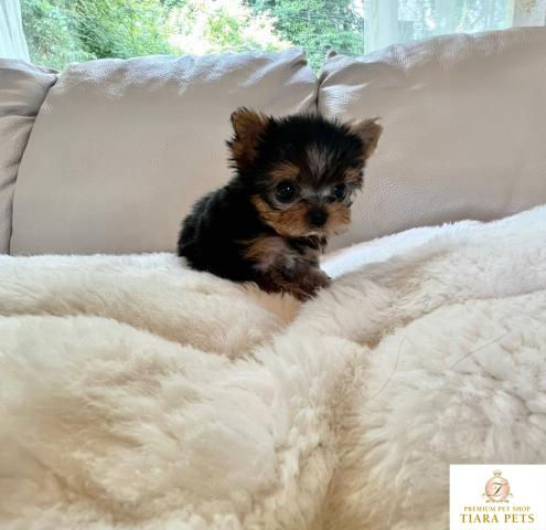 Yorkshire Terrier | Tiara Pets