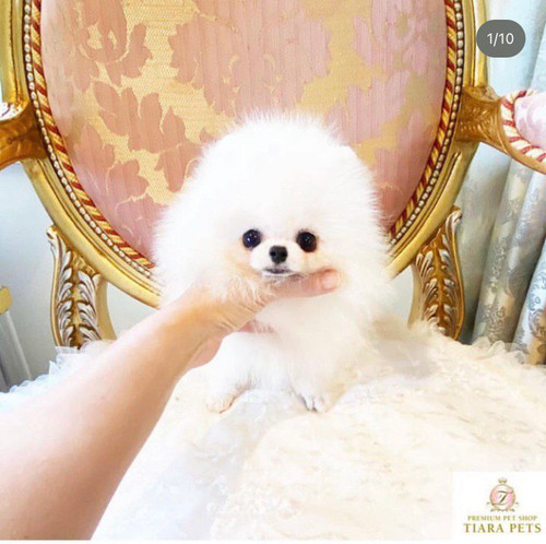 WATAAME Micro Teacup Pomeranian | Tiara Pets