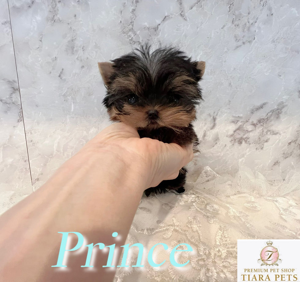 Teacup-sized puppies for sale in Singapore | Tiara Pets