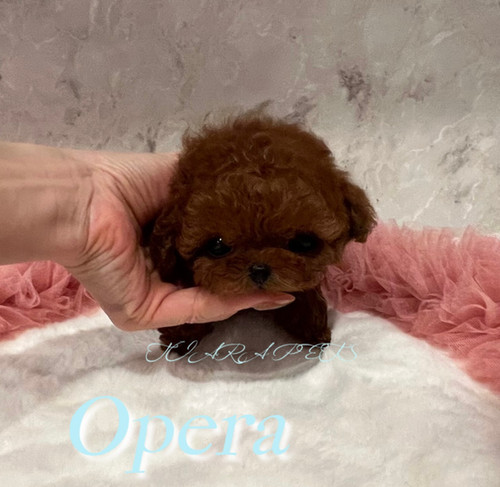 Opera Royal Micro 〜Teacup Poodle | Tiara Pets