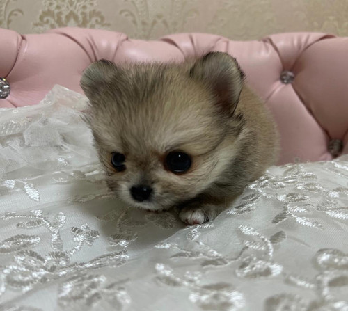 POPO Micro Teacup Pom-Chi | Tiara Pets