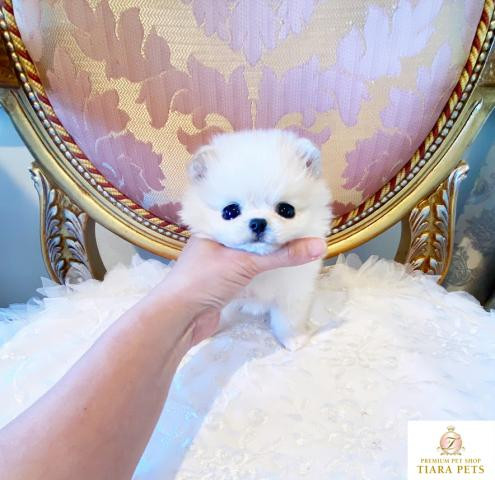 MILKY Teacup Pomechee (Pomeranian X Chihuahua) | Tiara Pets