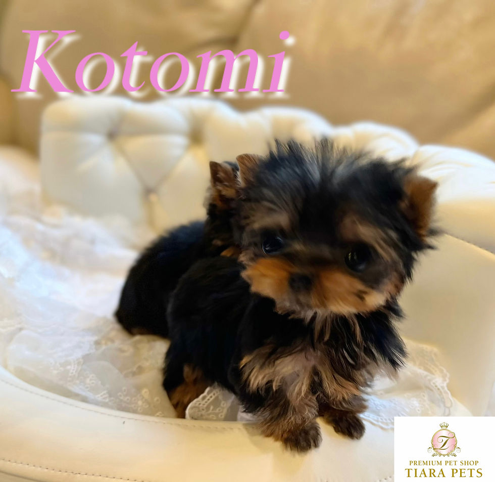 Teacup-sized puppies for sale in Singapore | Tiara Pets