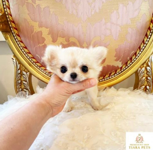 YUZU Teacup Chihuahua | Tiara Pets