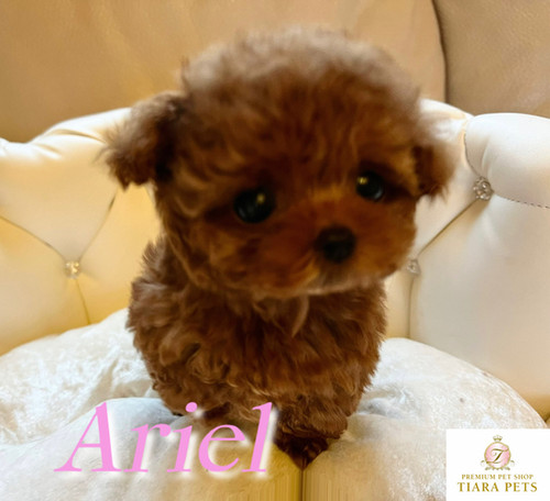 ARIEL Micro Teacup Poodle | Tiara Pets