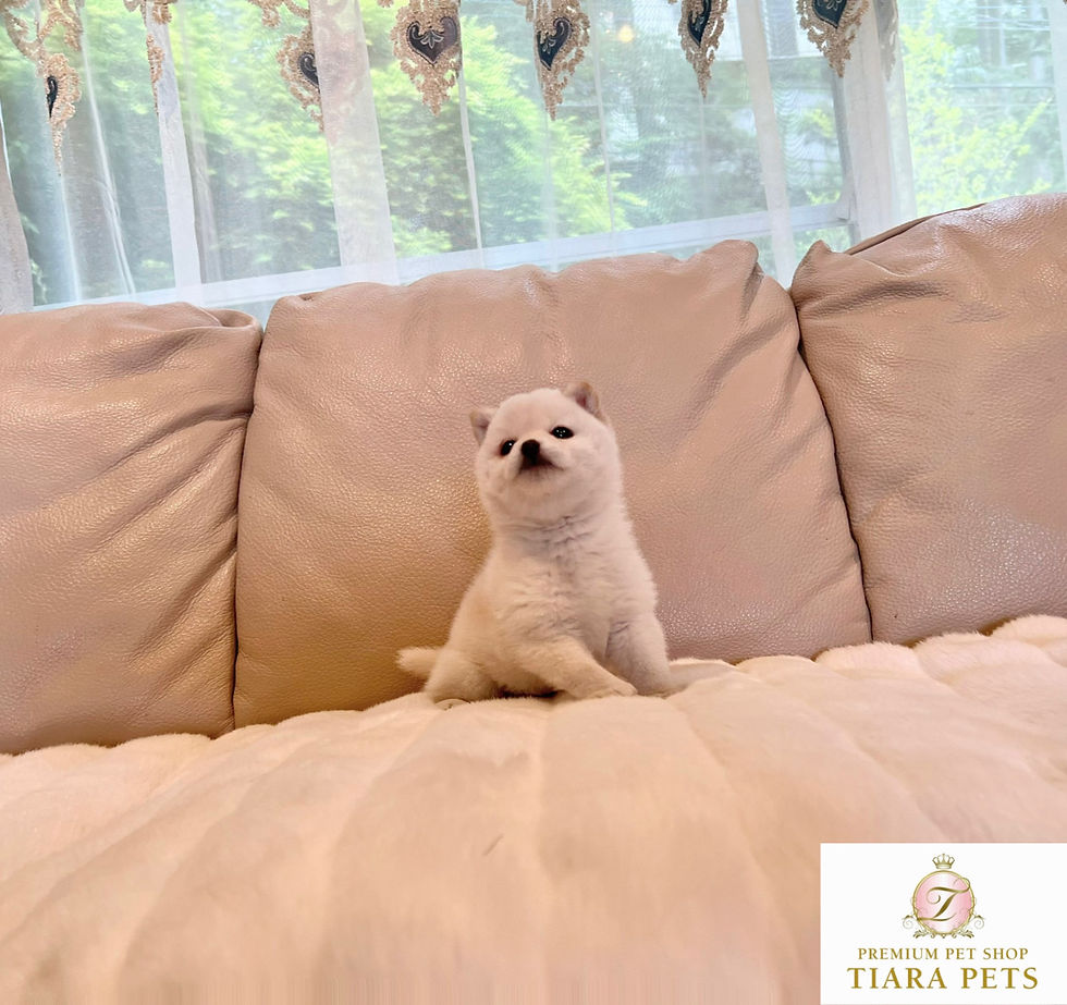 Shiba Inu | Tiara Pets