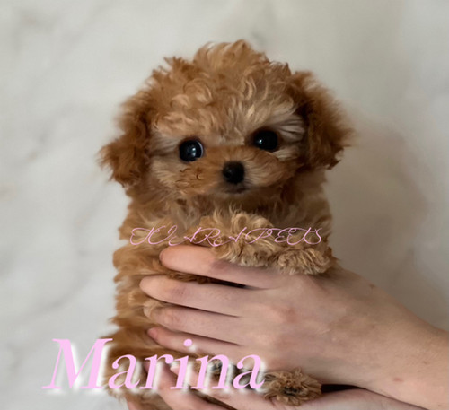 MARINA Micro 〜Teacup Poodle | Tiara Pets