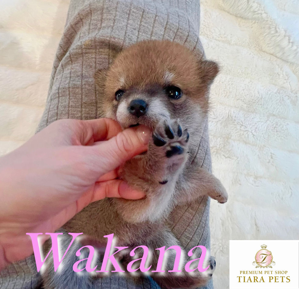 Teacup-sized puppies for sale in Singapore | Tiara Pets