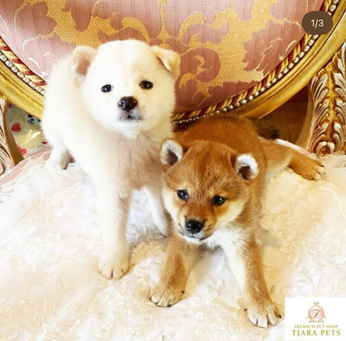 SAKURA Shiba Inu | Tiara Pets