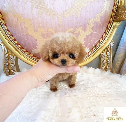PINO Miniature toy poodle | Tiara Pets