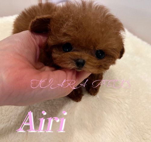 Airi Micro Teacup Poodle | Tiara Pets