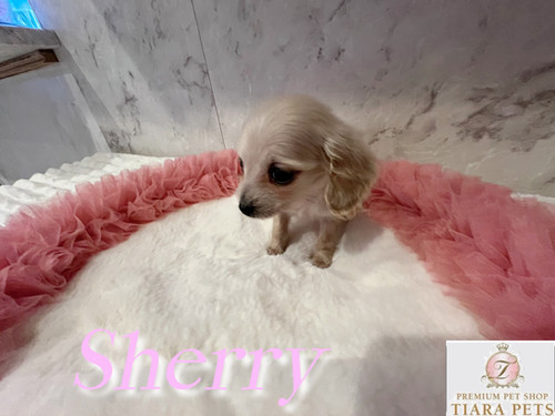 SHERRY Miniature Dachshund | Tiara Pets