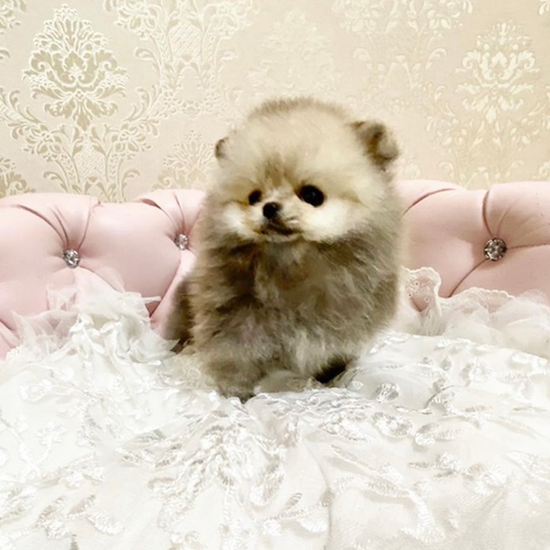 MOCO Micro Teacup Pomeranian | Tiara Pets