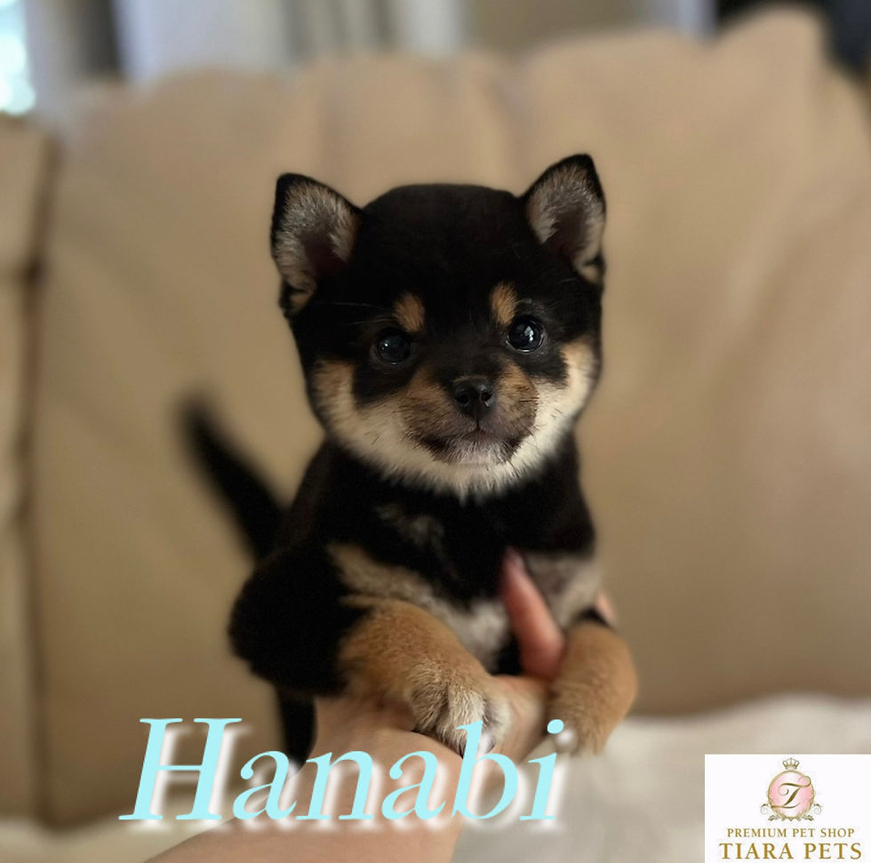 Teacup-sized puppies for sale in Singapore | Tiara Pets