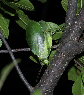 leaf katydid sound