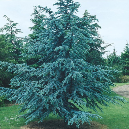 Horstmann Blue Atlas Cedar | carsontrees