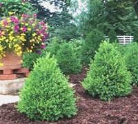 Green Mountain Boxwood, Pyramid | carsontrees