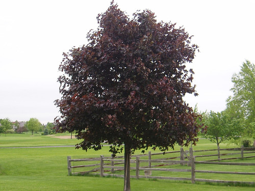 Crimson King Maple | carsontrees